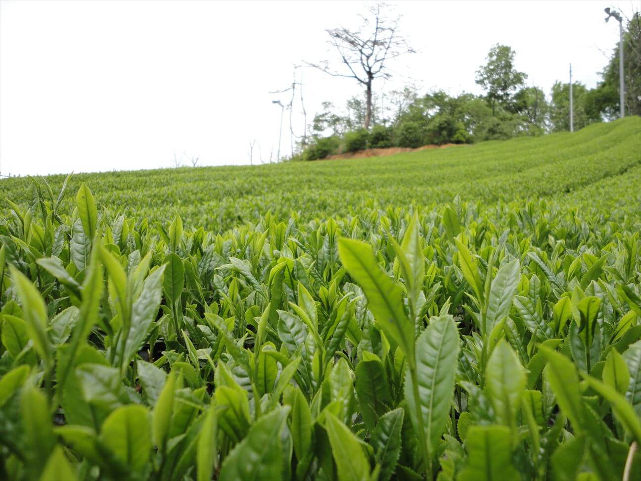 Matcha - Sora Tea Co.